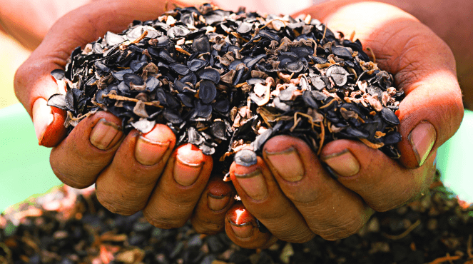What Is Mezcal? Learn Everything Here | Discover Mezcal